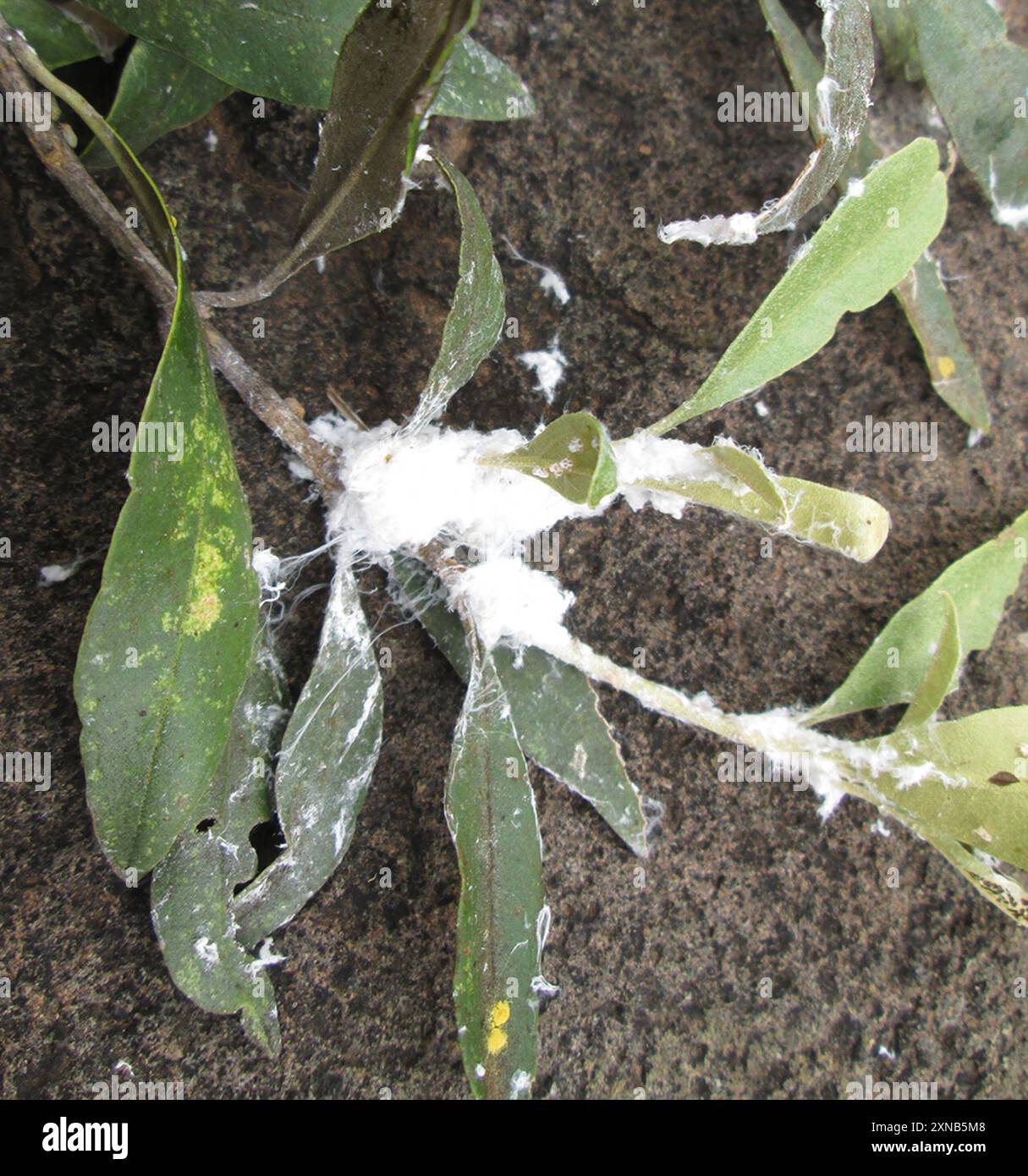 African olive olea europaea hi-res stock photography and images - Alamy