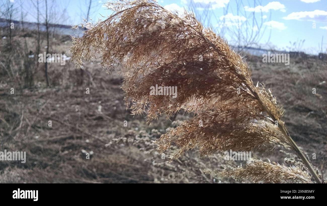 common reed (Phragmites australis) Plantae Stock Photo - Alamy