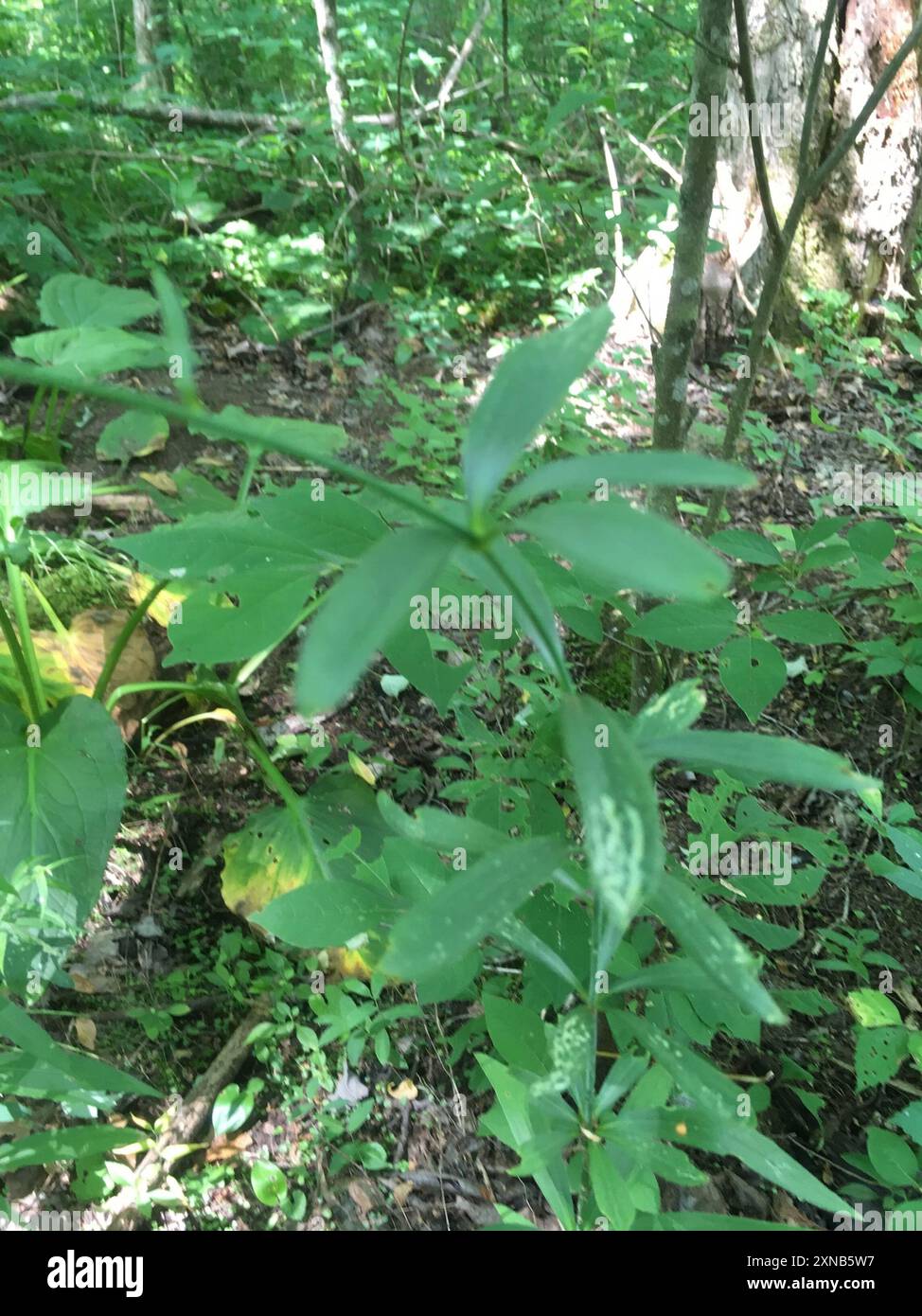 Canada lily (Lilium canadense) Plantae Stock Photo - Alamy