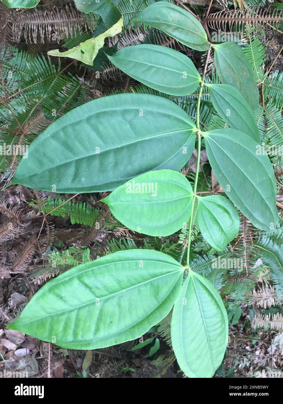 St. Ignatius' Bean (Strychnos ignatii) Plantae Stock Photo - Alamy