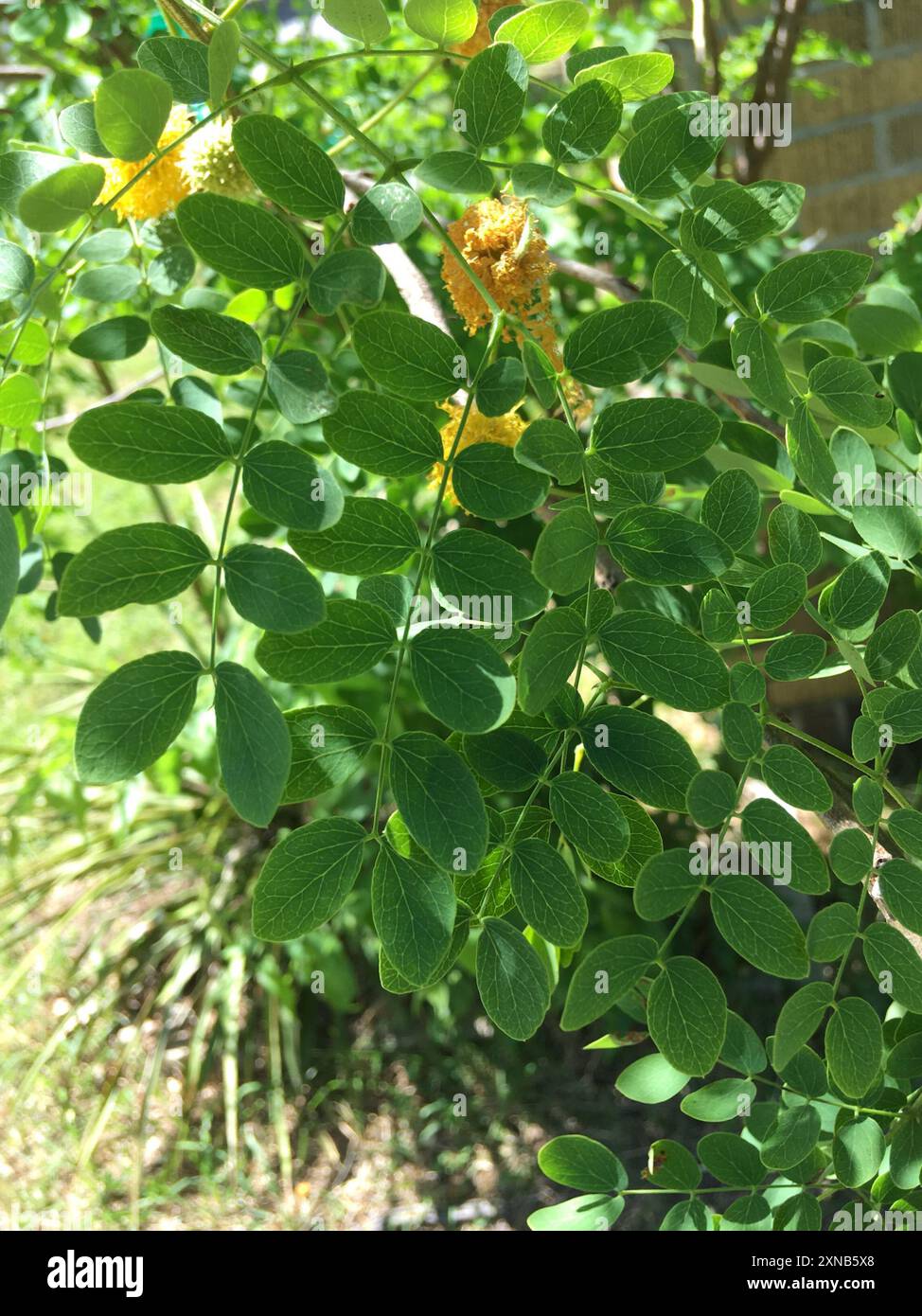Golden-ball Lead Tree (Leucaena retusa) Plantae Stock Photo - Alamy