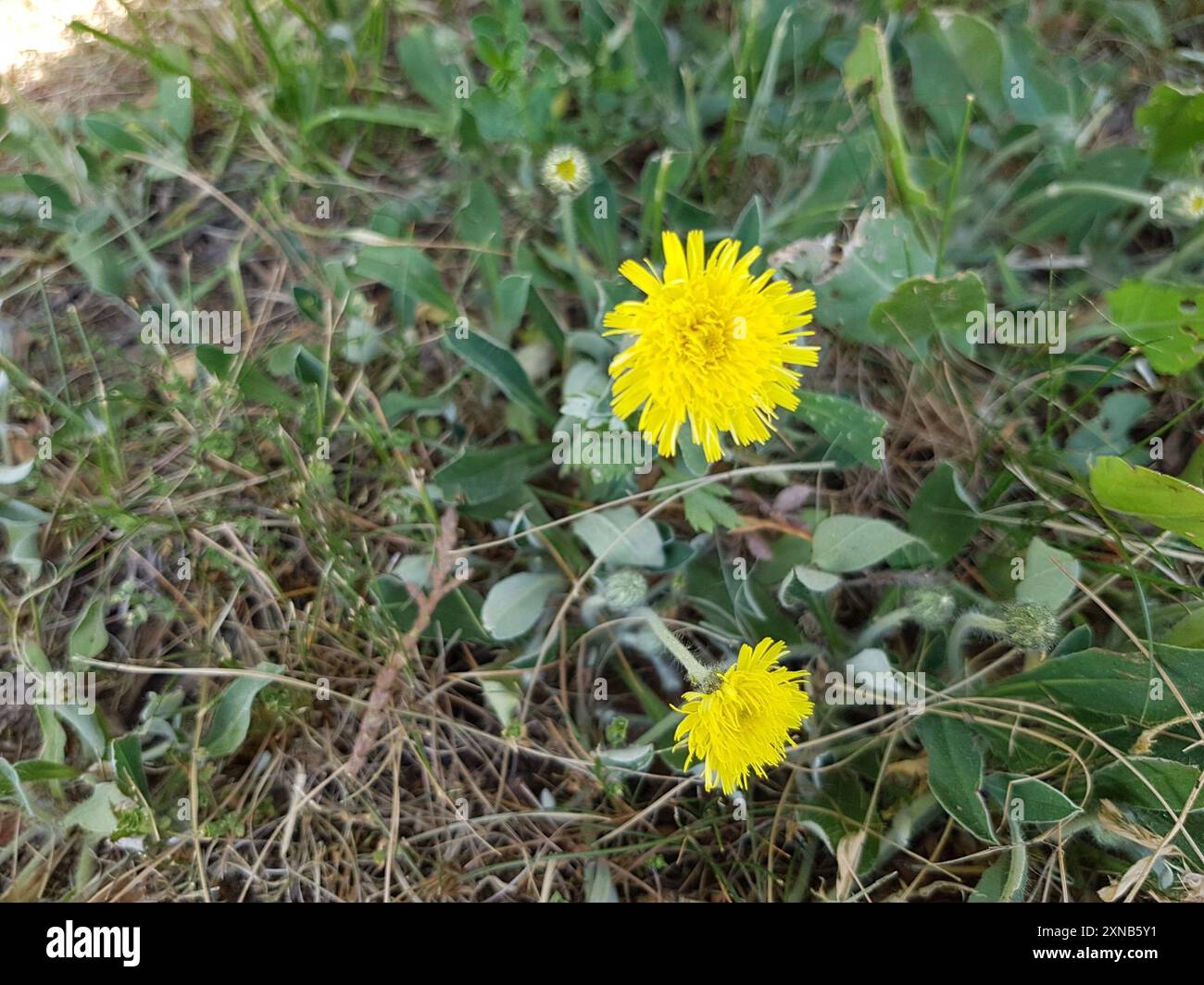 mouse-eared hawkweed (Pilosella officinarum) Plantae Stock Photo - Alamy