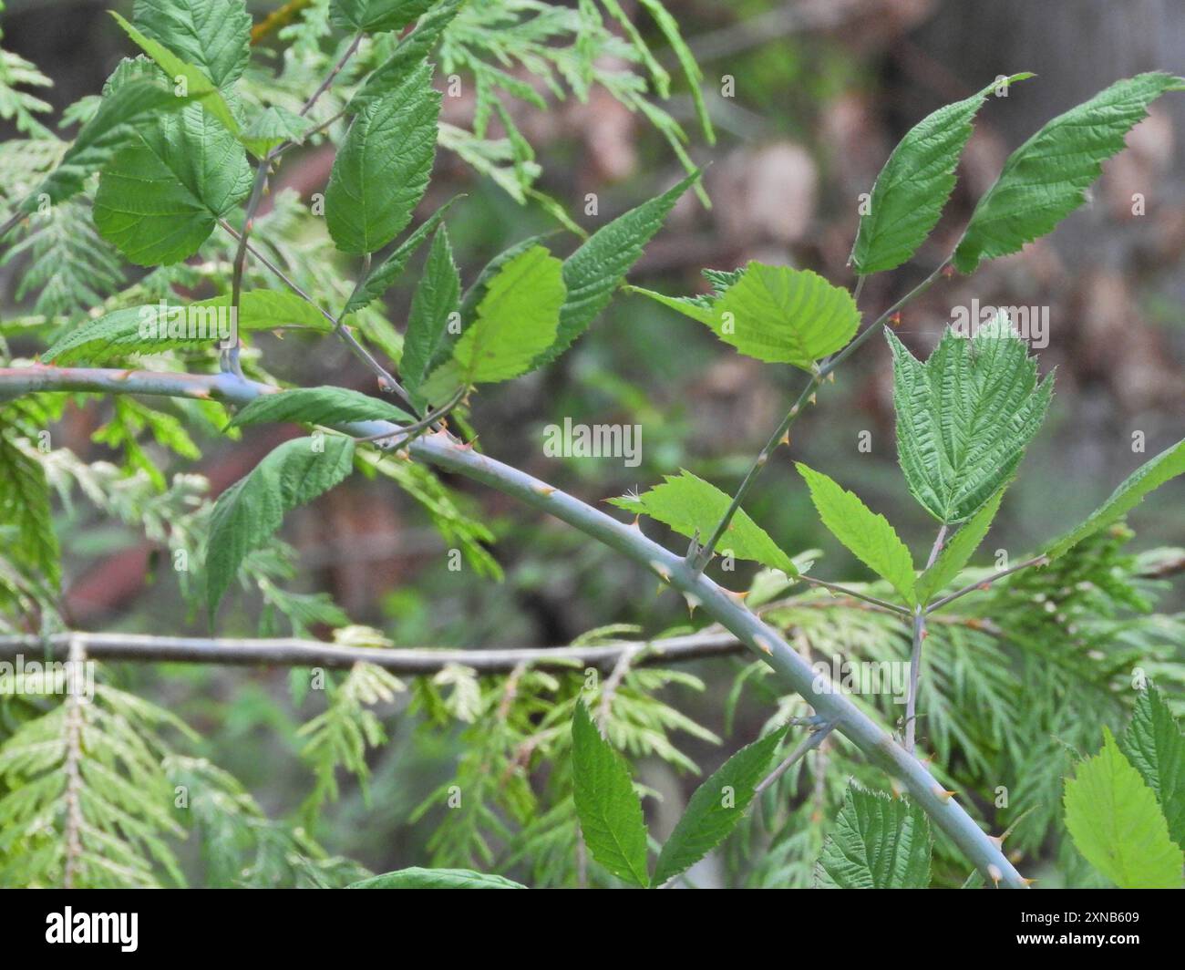 whitebark raspberry (Rubus leucodermis) Plantae Stock Photo - Alamy