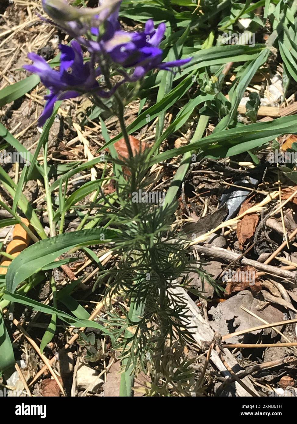 doubtful knight's-spur (Delphinium ajacis) Plantae Stock Photo - Alamy