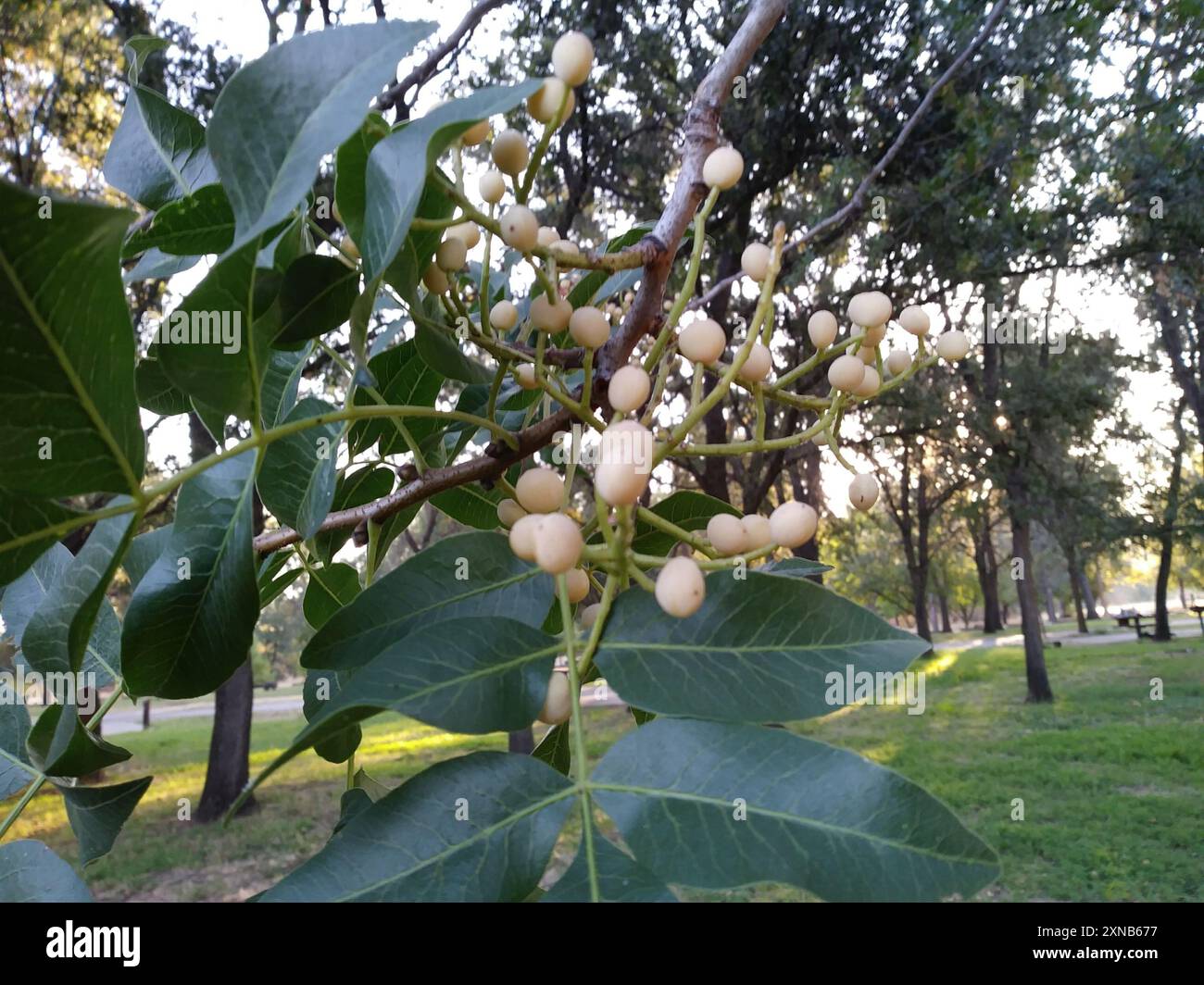Mount Atlas mastic tree (Pistacia atlantica) Plantae Stock Photo - Alamy