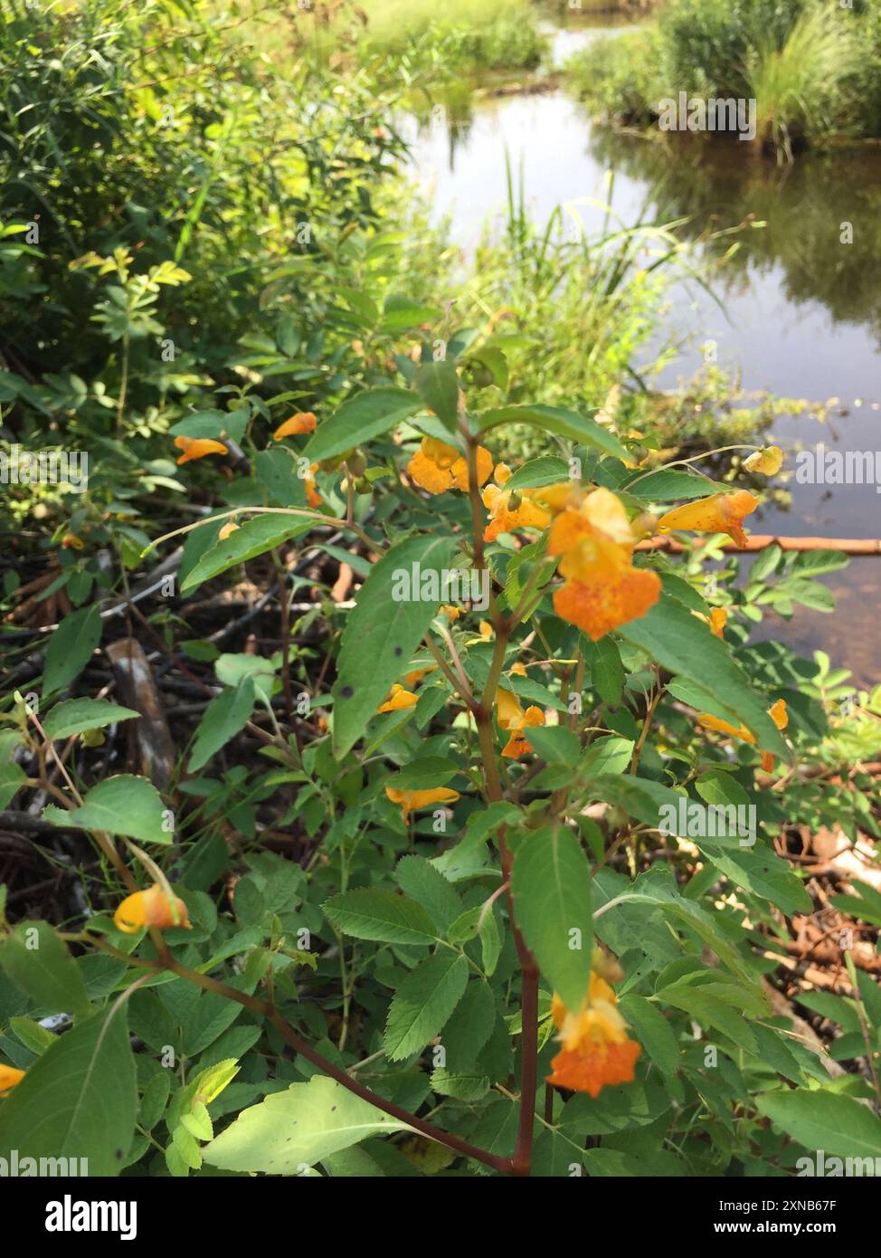 common jewelweed (Impatiens capensis) Plantae Stock Photo - Alamy