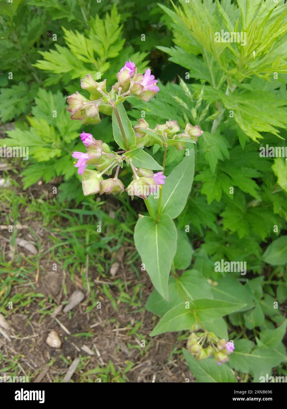 Wild Four o'Clock (Mirabilis nyctaginea) Plantae Stock Photo - Alamy