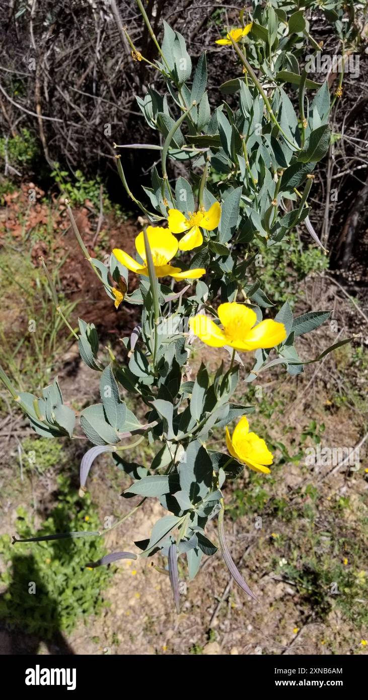 Bush Poppy (Dendromecon rigida) Plantae Stock Photo - Alamy
