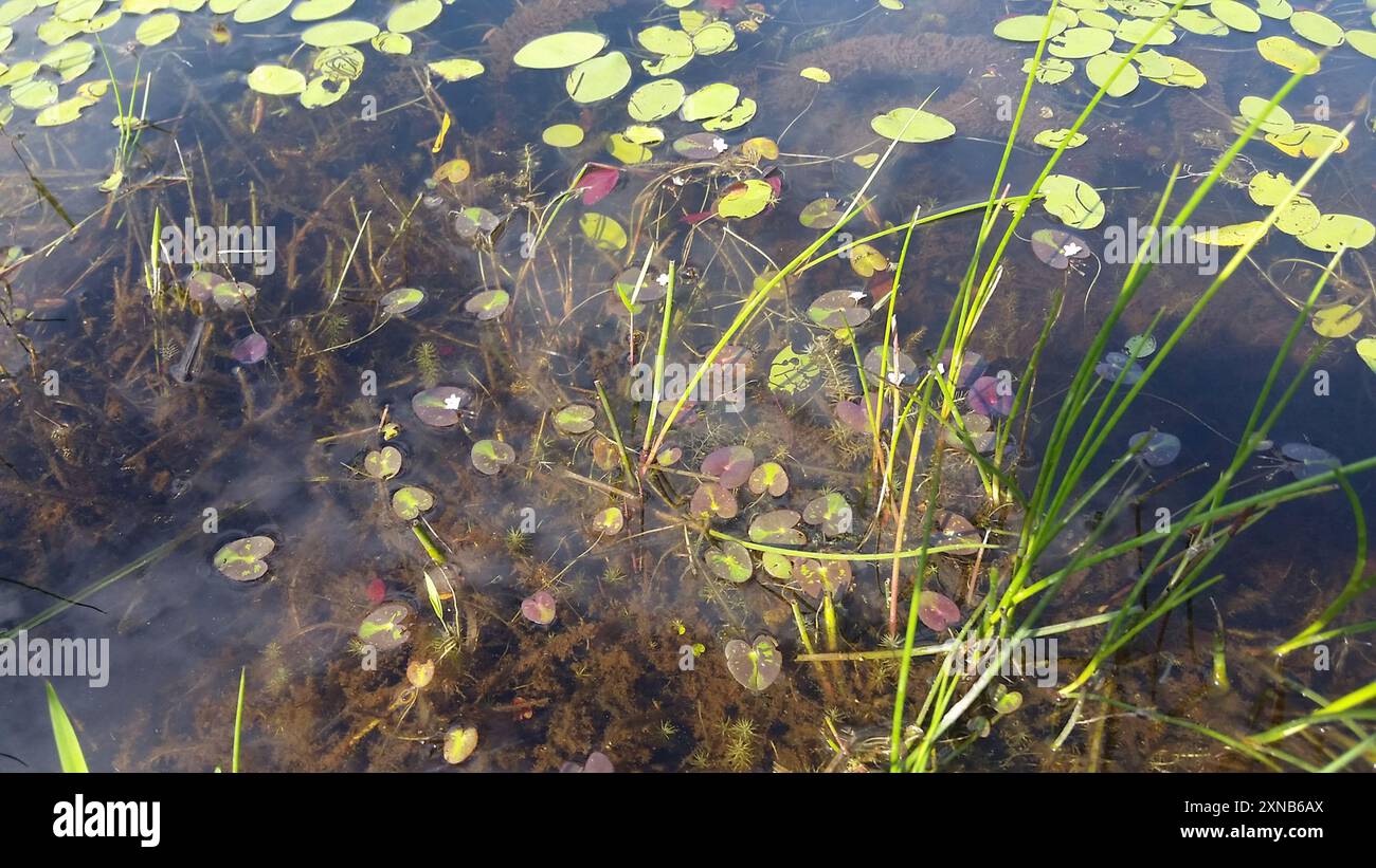 little floatingheart (Nymphoides cordata) Plantae Stock Photo - Alamy