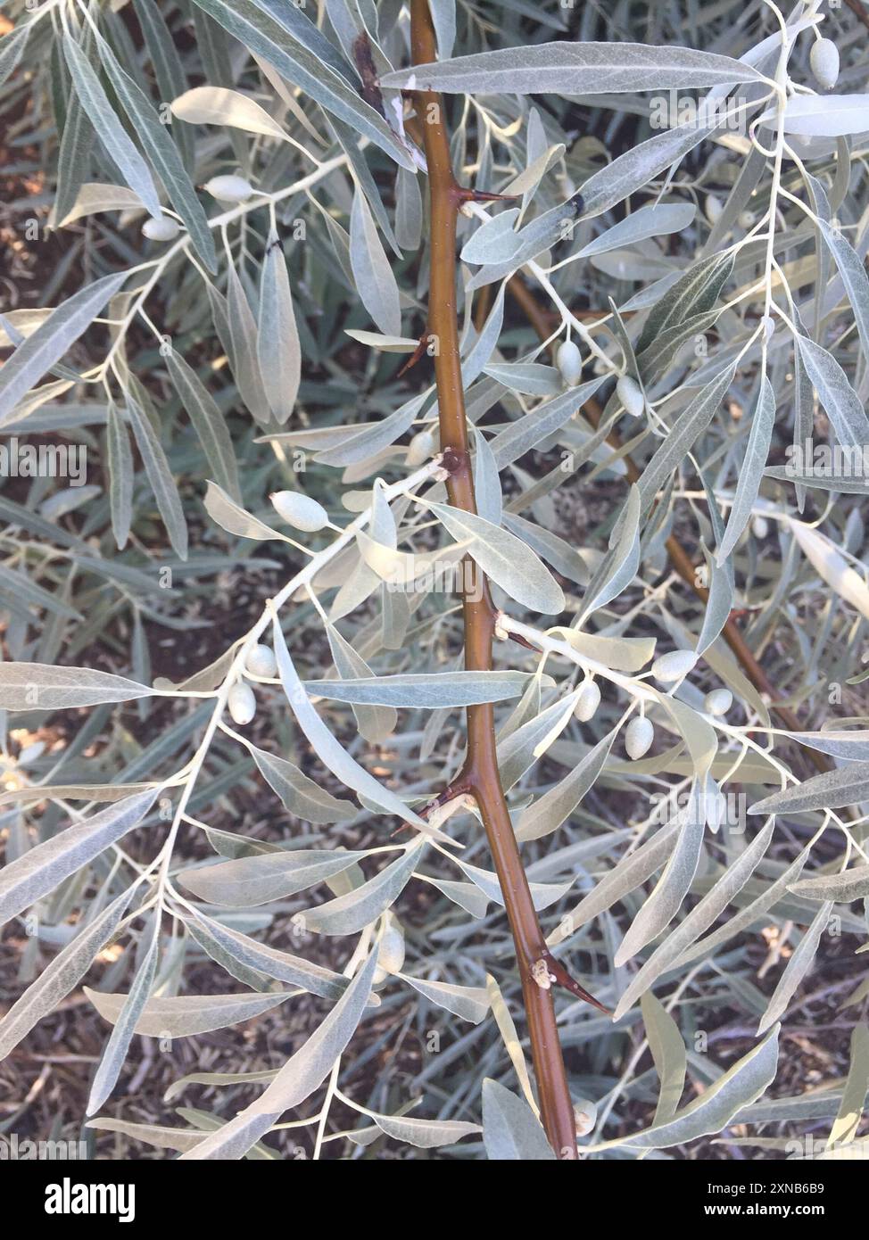 Russian olive (Elaeagnus angustifolia) Plantae Stock Photo - Alamy