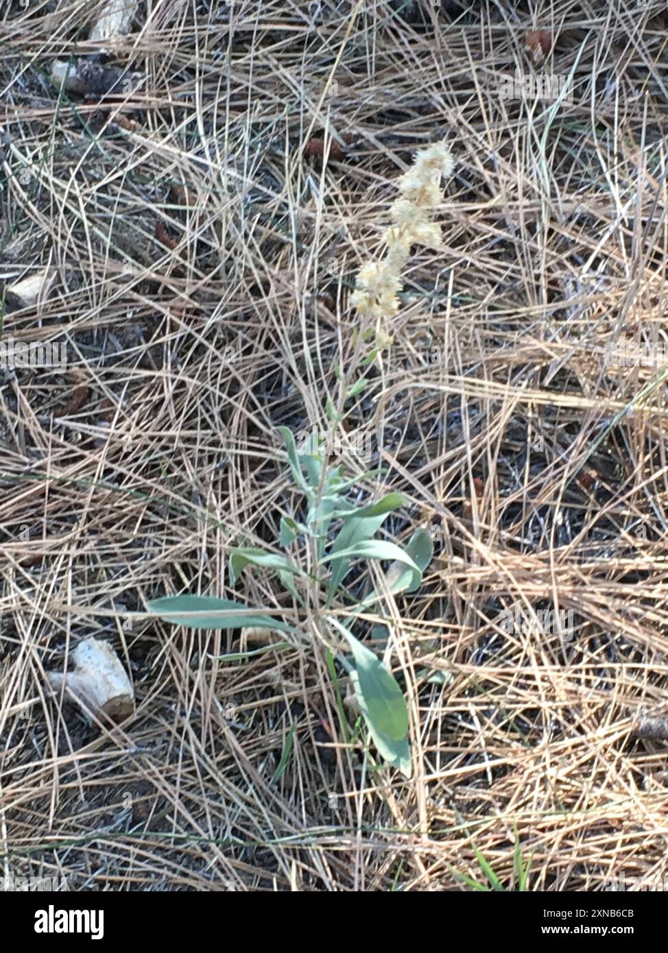 velvety goldenrod (Solidago velutina) Plantae Stock Photo - Alamy