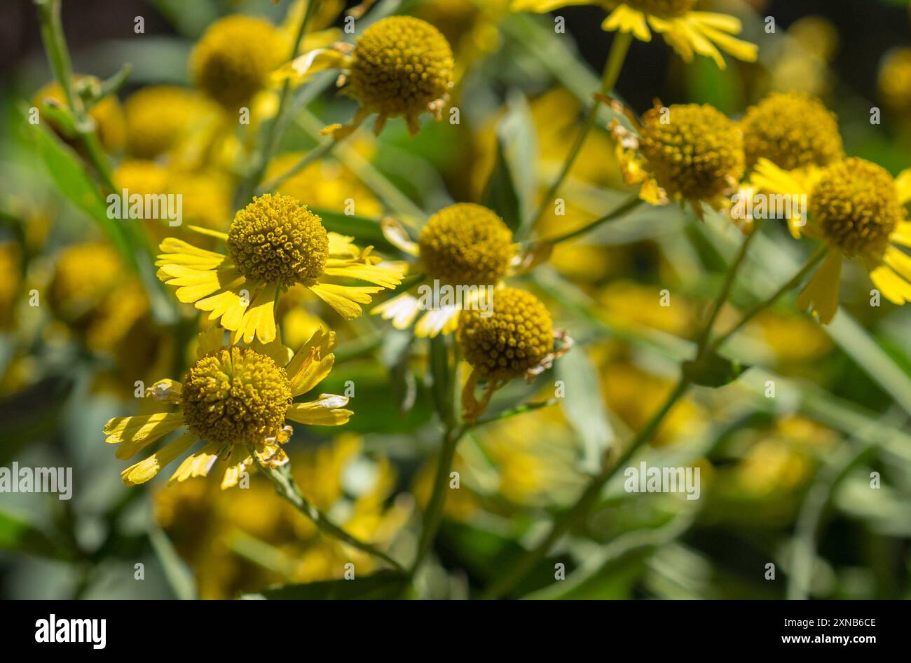 common sneezeweed (Helenium autumnale) Plantae Stock Photo - Alamy