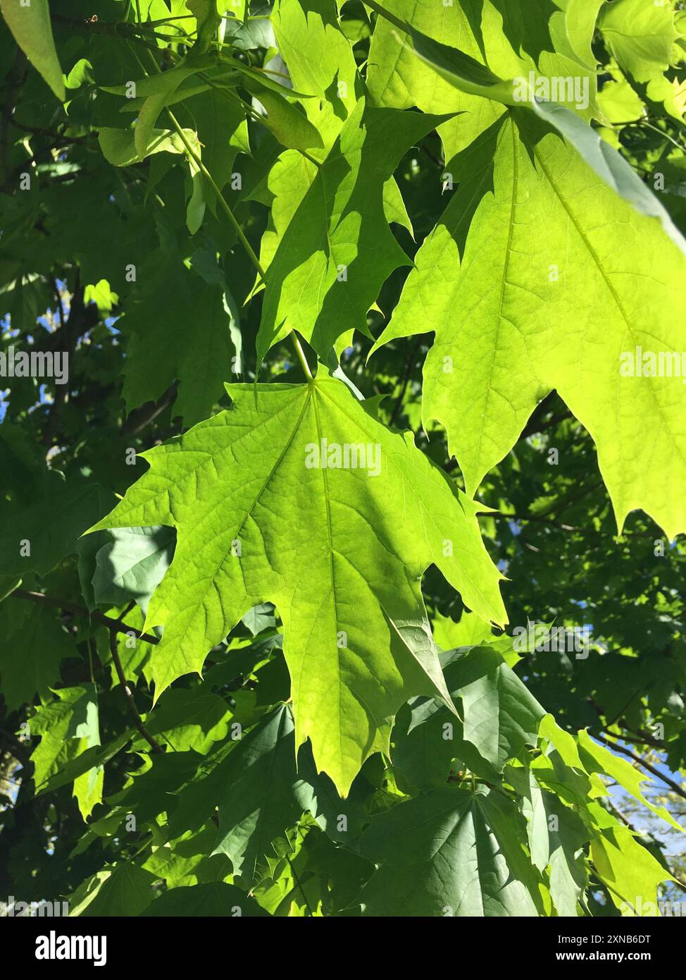 Norway maple (Acer platanoides) Plantae Stock Photo - Alamy