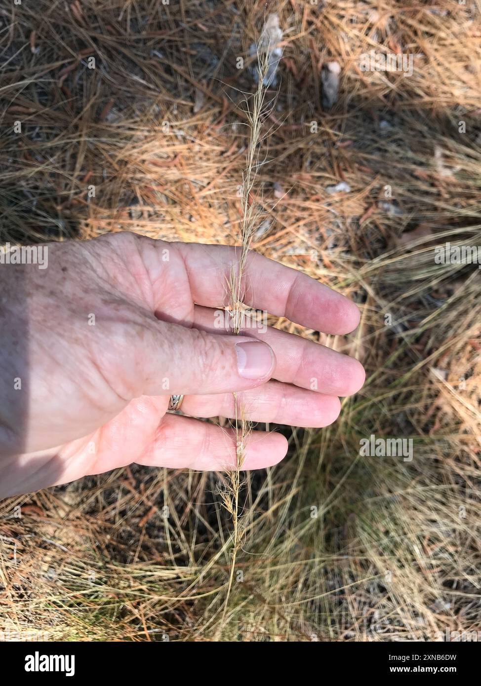 Wire grass (Aristida stricta) Plantae Stock Photo - Alamy