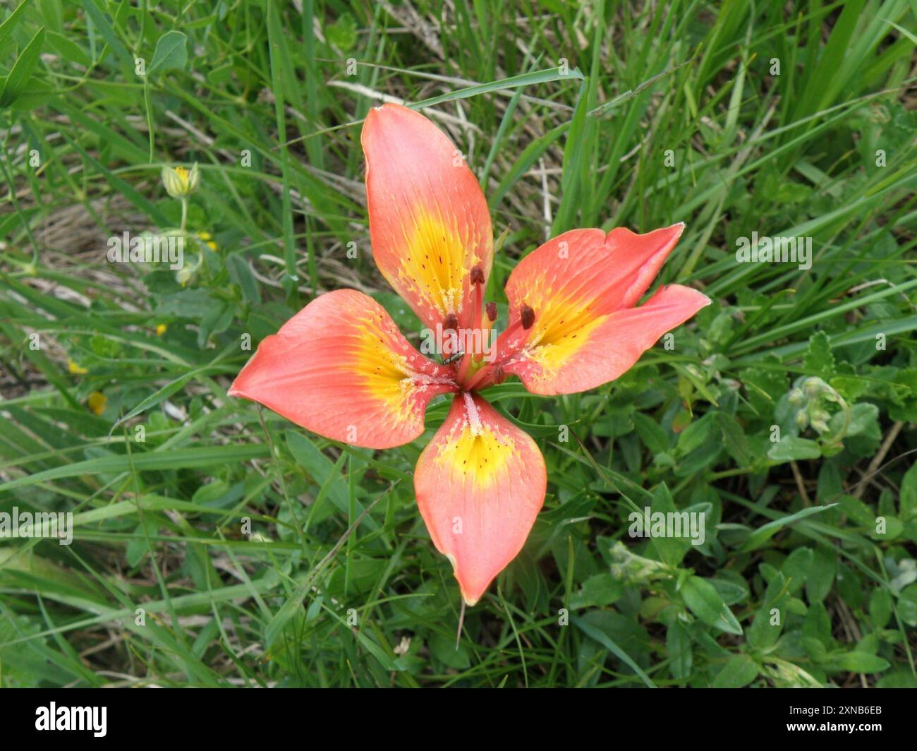 fire lily (Lilium bulbiferum) Plantae Stock Photo - Alamy