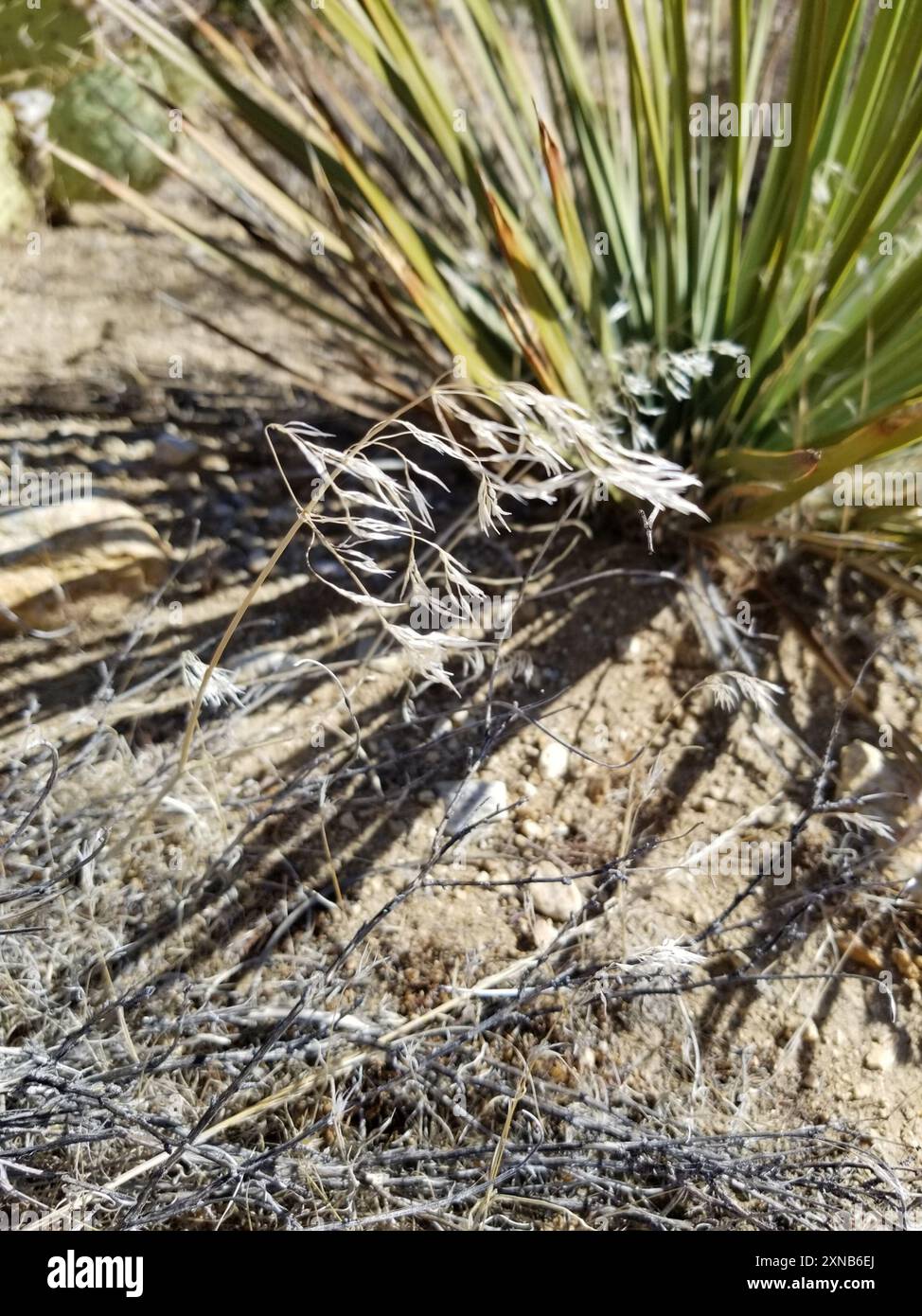 Cheatgrass (Bromus tectorum) Plantae Stock Photo - Alamy