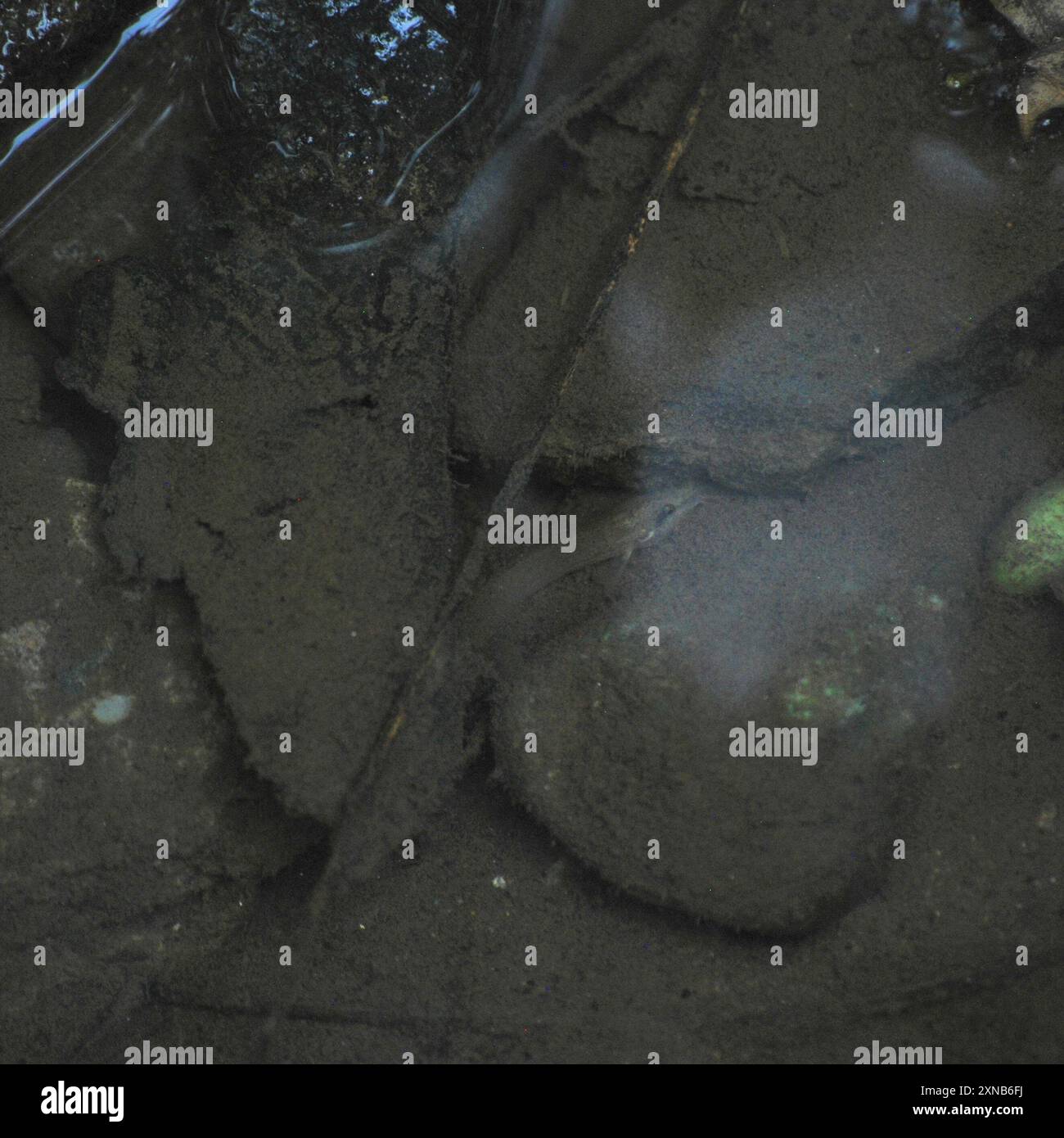 Oriental weatherfish hi-res stock photography and images - Alamy