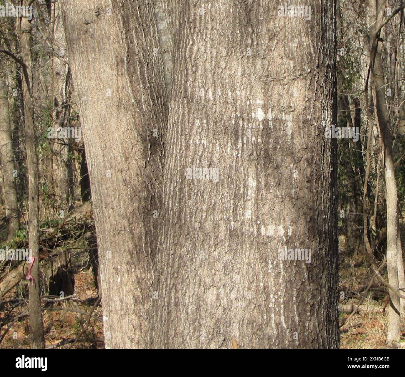 water oak (Quercus nigra) Plantae Stock Photo - Alamy