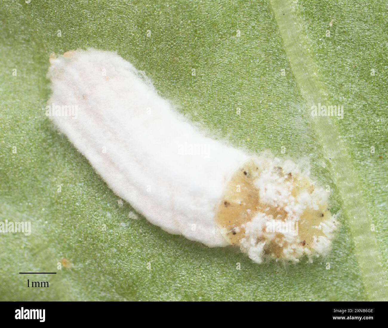 Cottony Camellia Scale (Pulvinaria floccifera) Insecta Stock Photo - Alamy