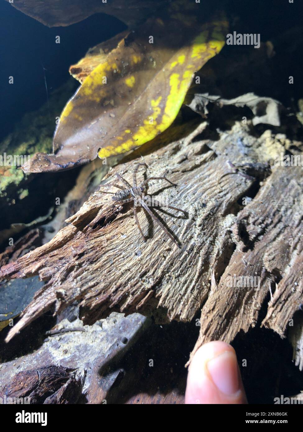 Pantropical huntsman spider hi-res stock photography and images - Alamy