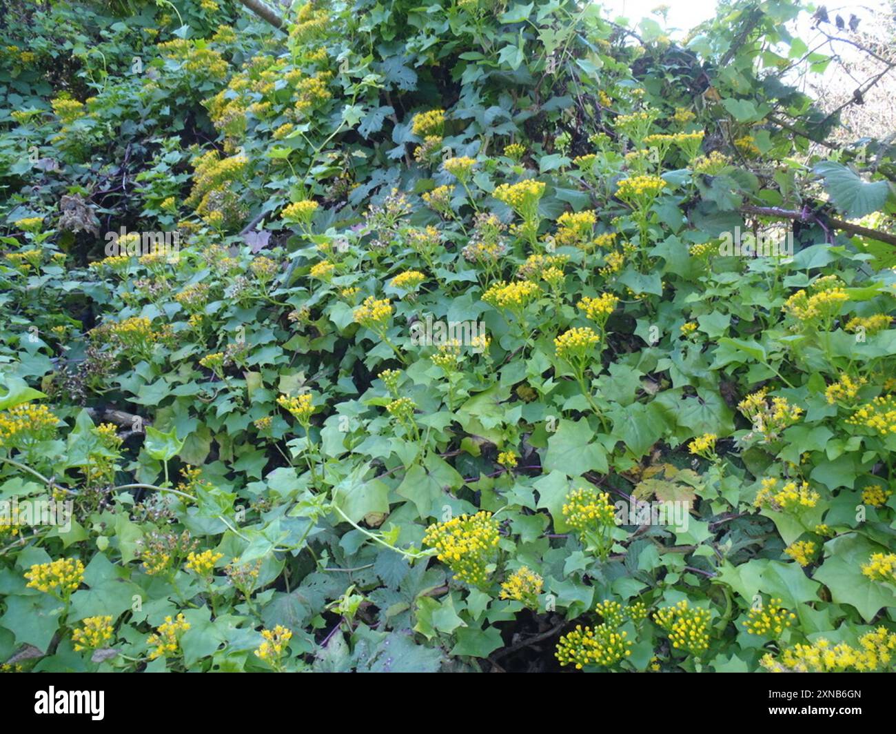 Cape-ivy (Delairea odorata) Plantae Stock Photo - Alamy
