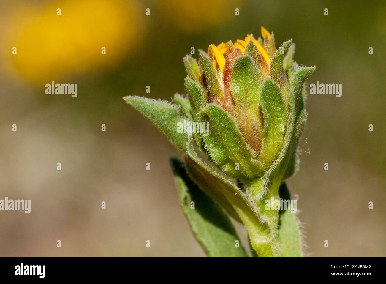 Pygmy Goldenweed (Tonestus pygmaeus) Plantae Stock Photo - Alamy