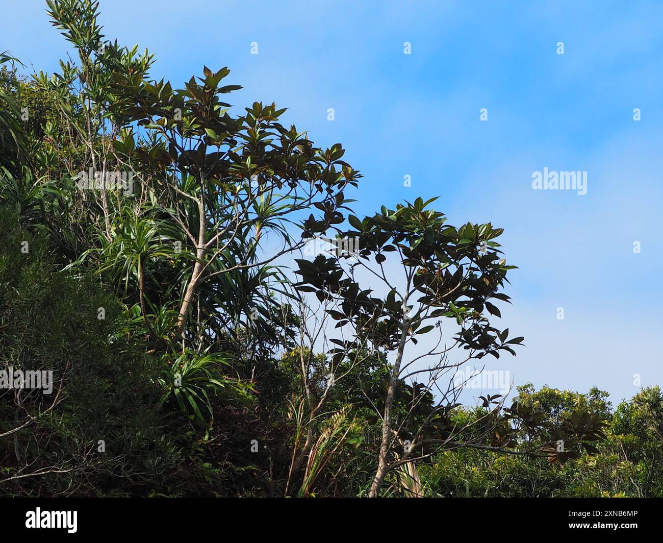 (Astronia ferruginea) Plantae Stock Photo - Alamy