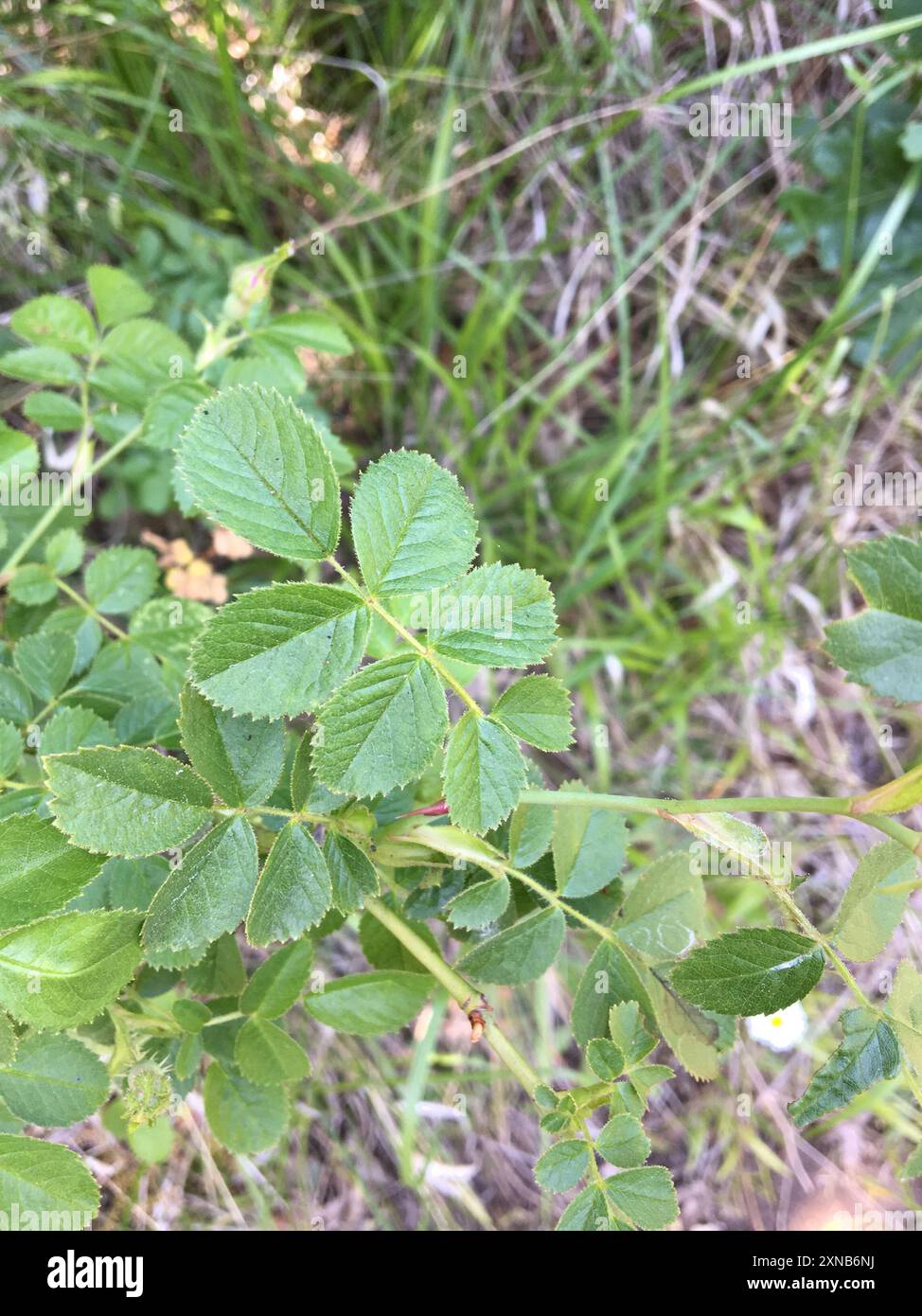 Nootka rose (Rosa nutkana) Plantae Stock Photo - Alamy