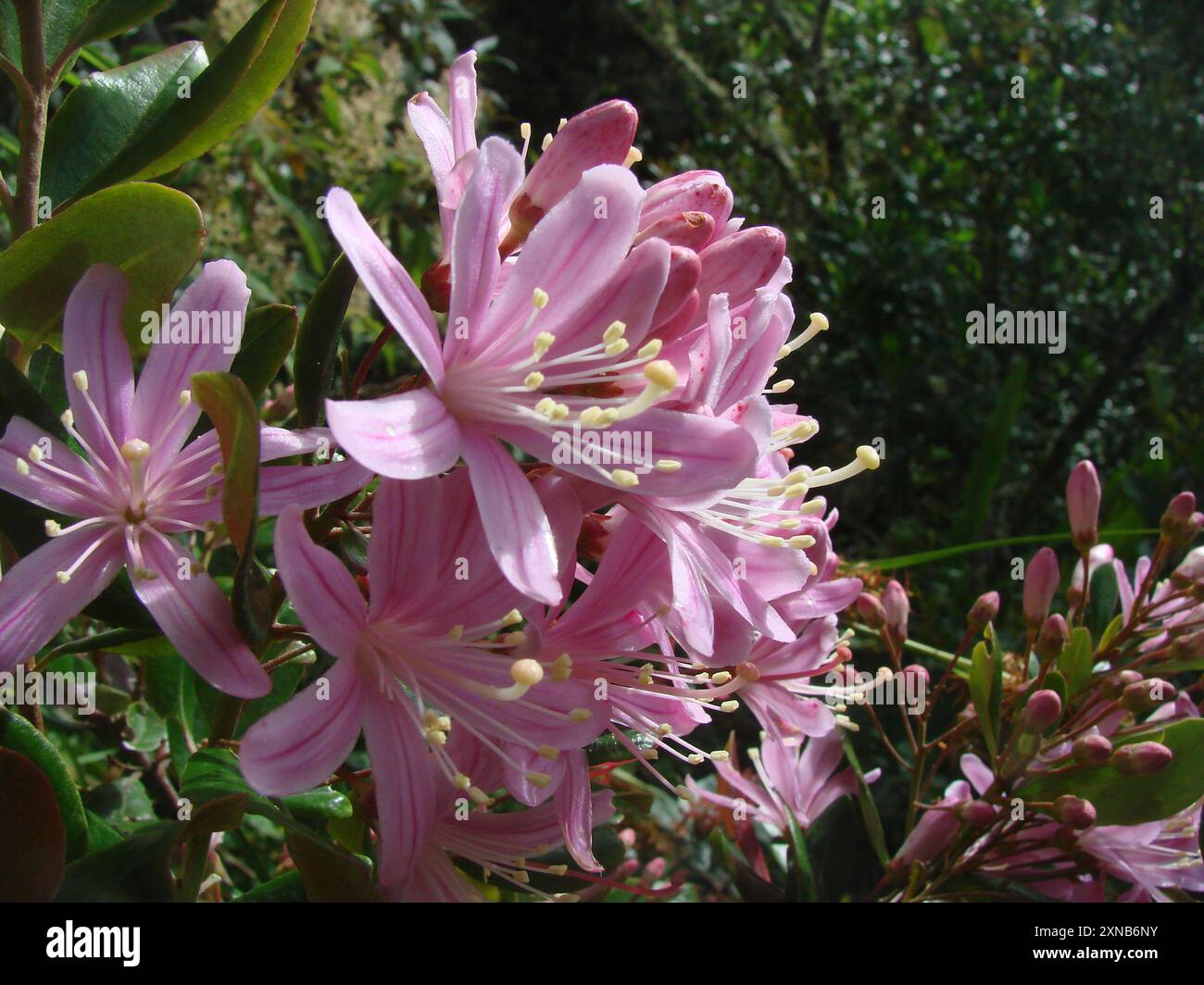 (Bejaria aestuans) Plantae Stock Photo - Alamy