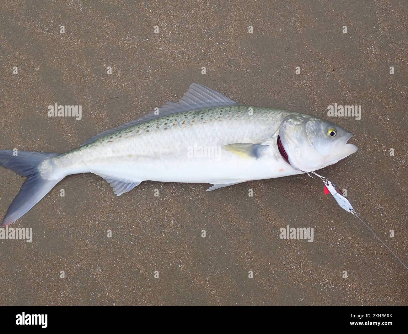 Arripis hi-res stock photography and images - Alamy