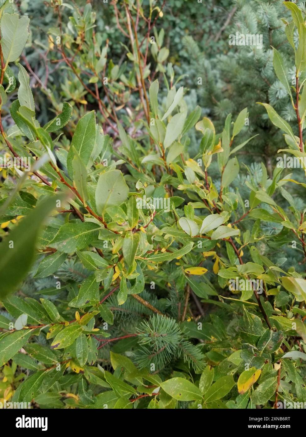 bebb's willow (Salix bebbiana) Plantae Stock Photo - Alamy