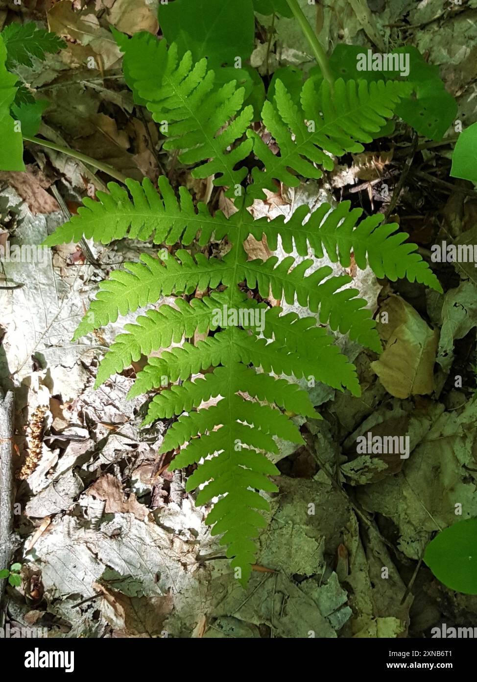broad beech fern (Phegopteris hexagonoptera) Plantae Stock Photo - Alamy
