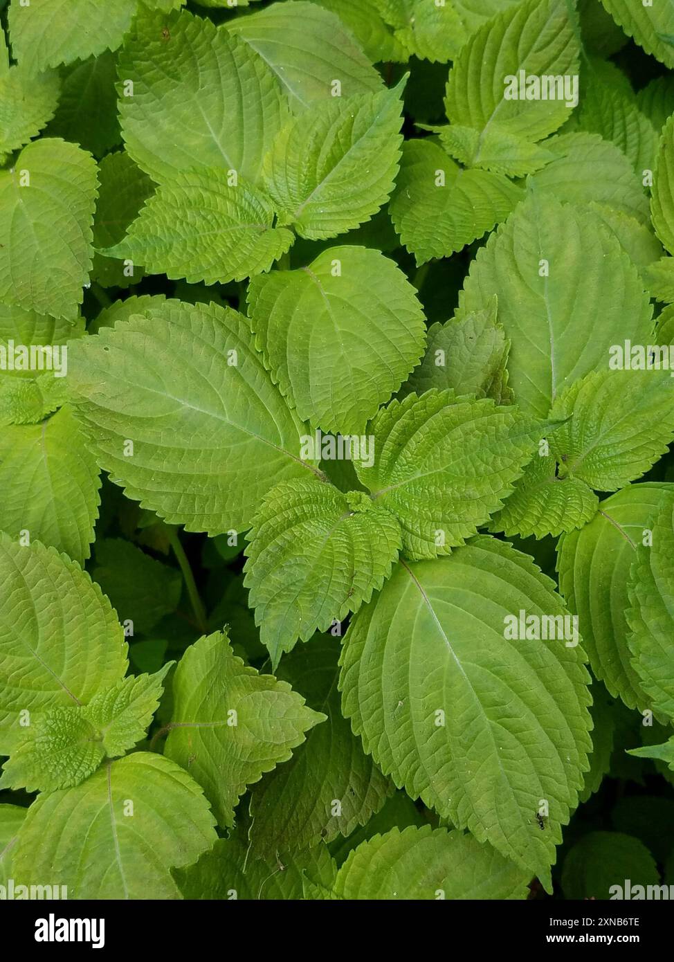 beefsteak plant (Perilla frutescens) Plantae Stock Photo - Alamy