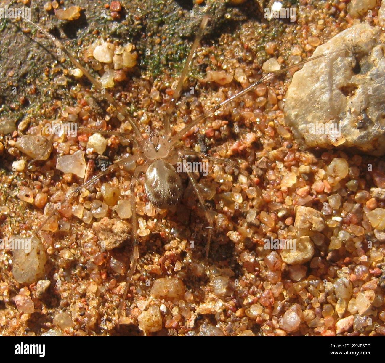 Giant Daddy-long-legs Spider (Artema atlanta) Arachnida Stock Photo - Alamy