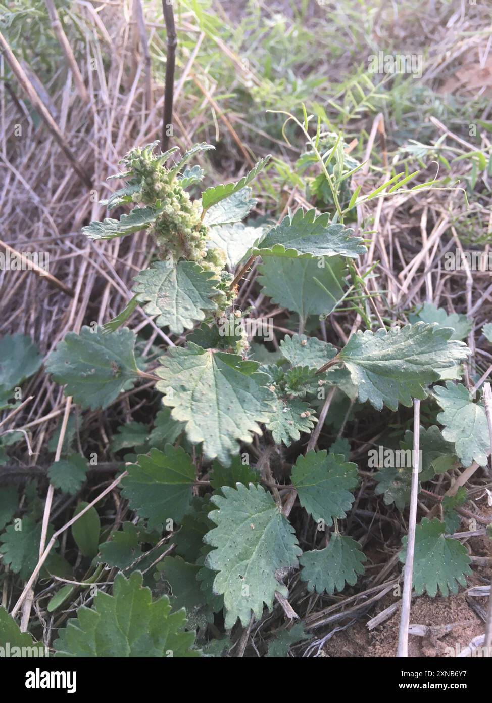 heartleaf nettle (Urtica chamaedryoides) Plantae Stock Photo - Alamy