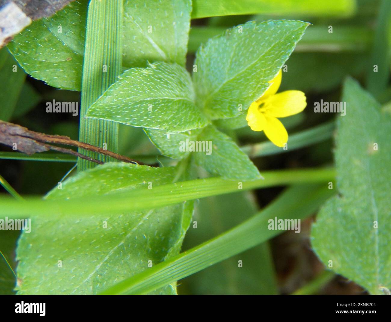 straggler daisy (Calyptocarpus vialis) Plantae Stock Photo - Alamy