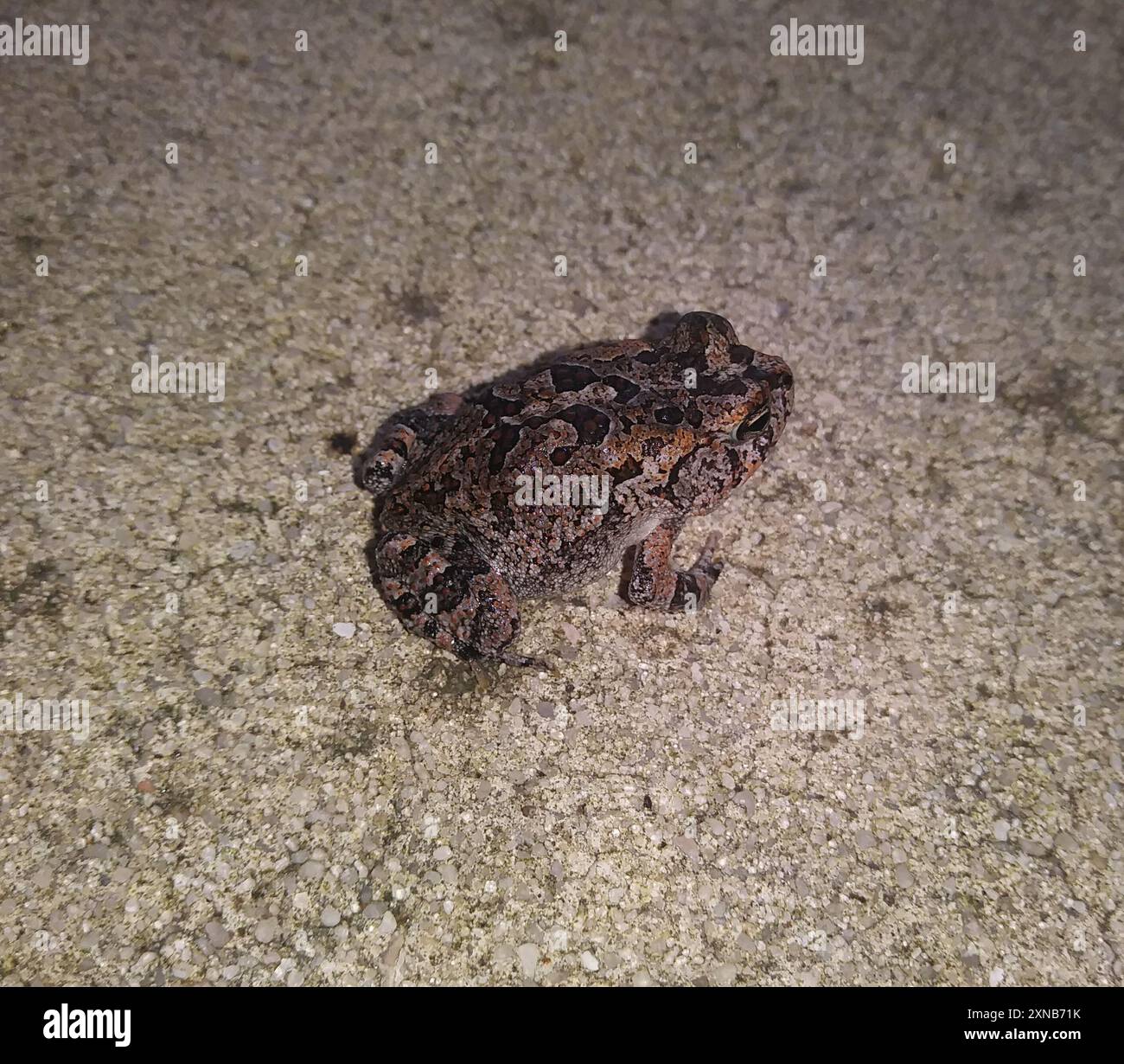 Southern Toad (Anaxyrus terrestris) Amphibia Stock Photo - Alamy