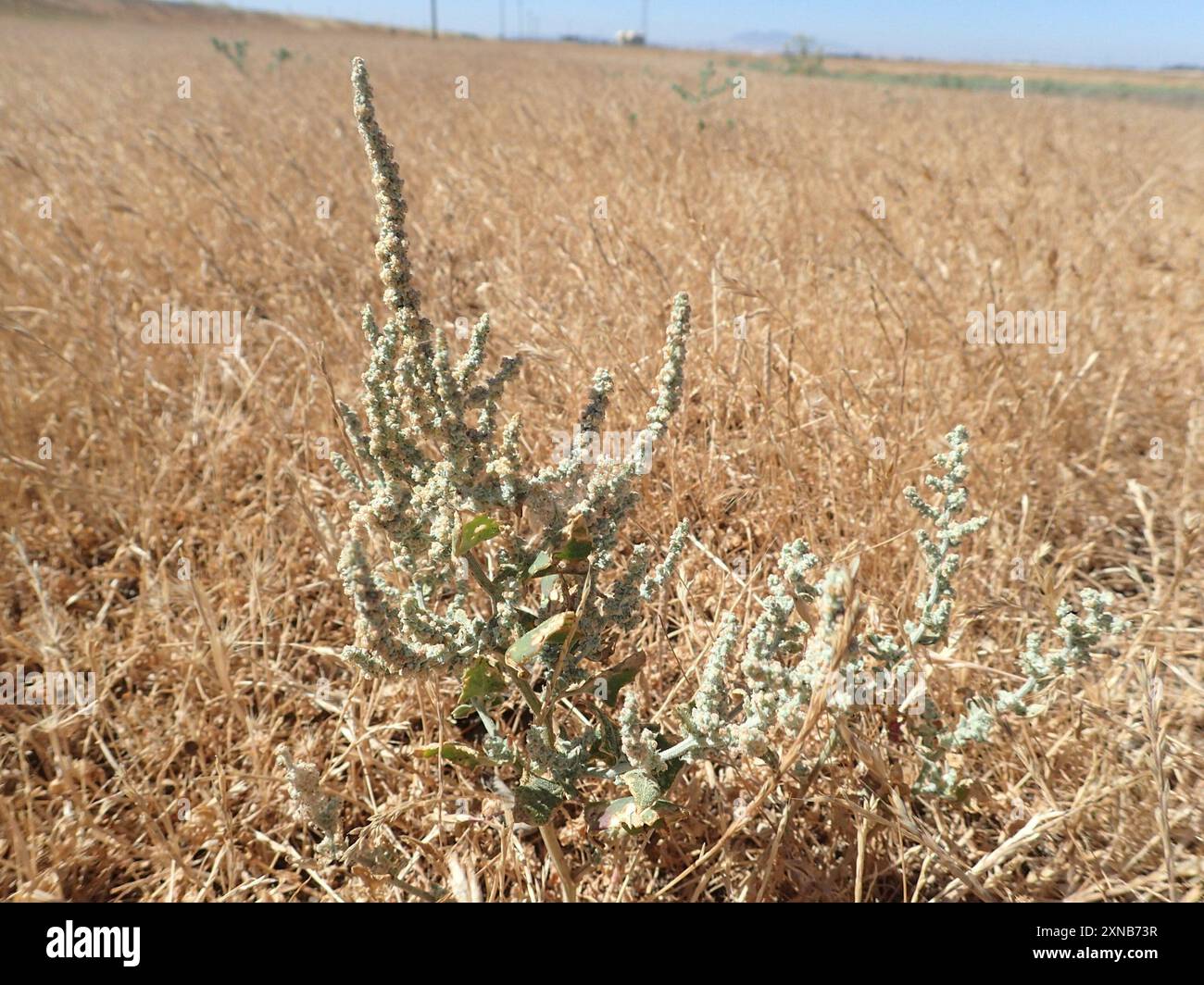 San Joaquin spearscale (Extriplex joaquinana) Plantae Stock Photo - Alamy
