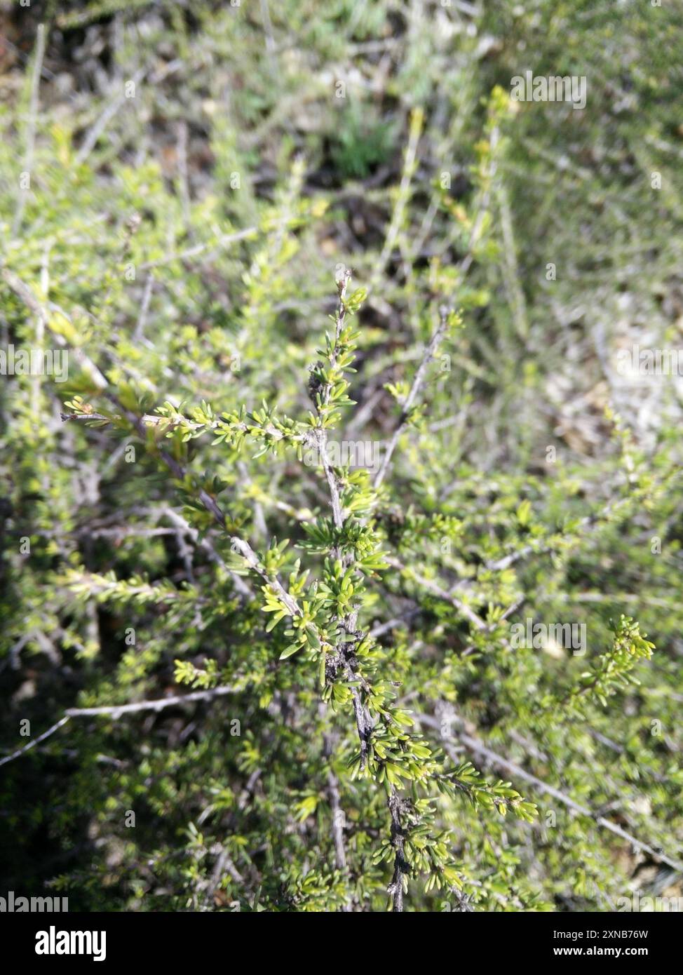 chamise (Adenostoma fasciculatum) Plantae Stock Photo - Alamy