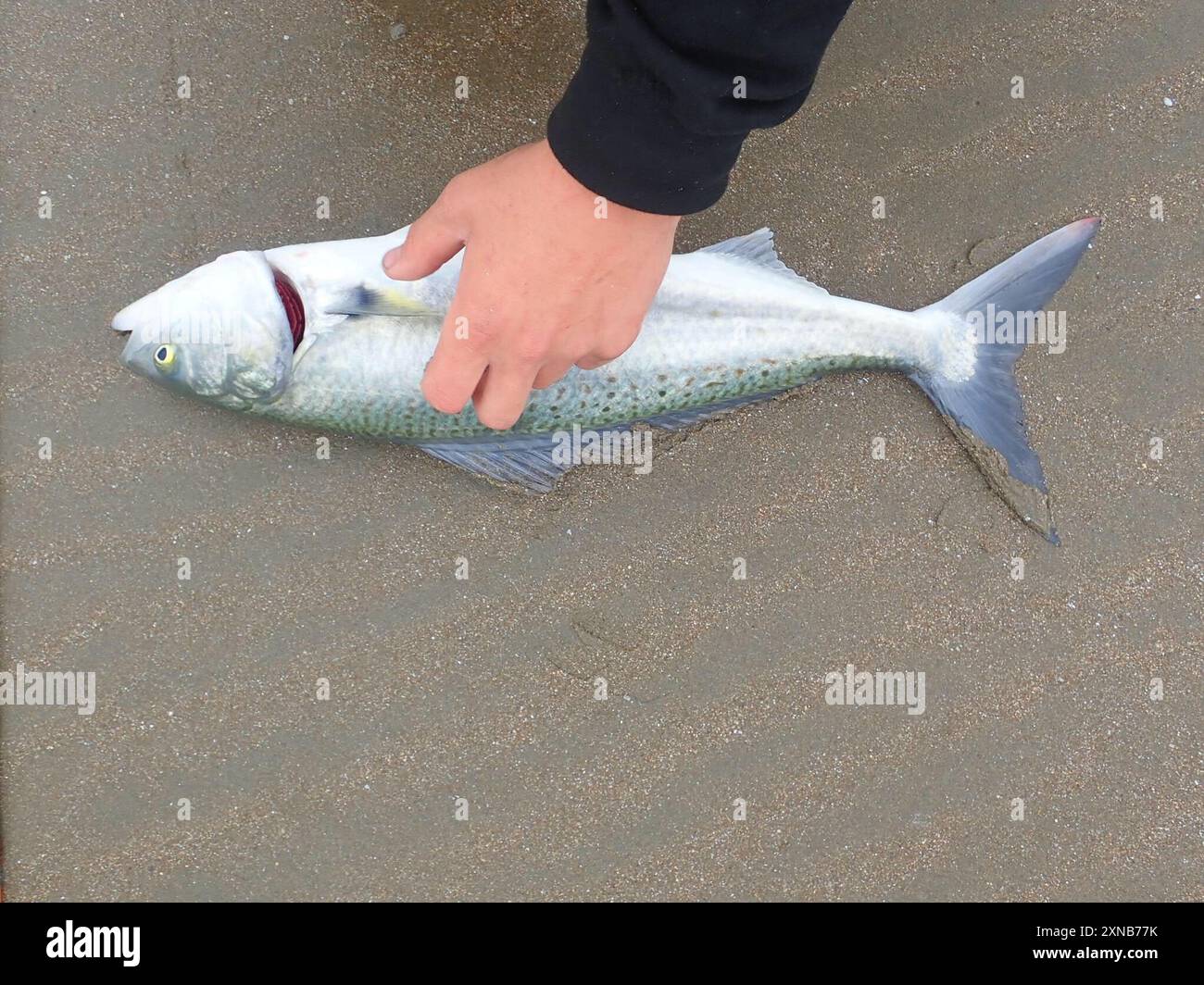 Eastern Australian Salmon (Arripis trutta) Actinopterygii Stock Photo ...
