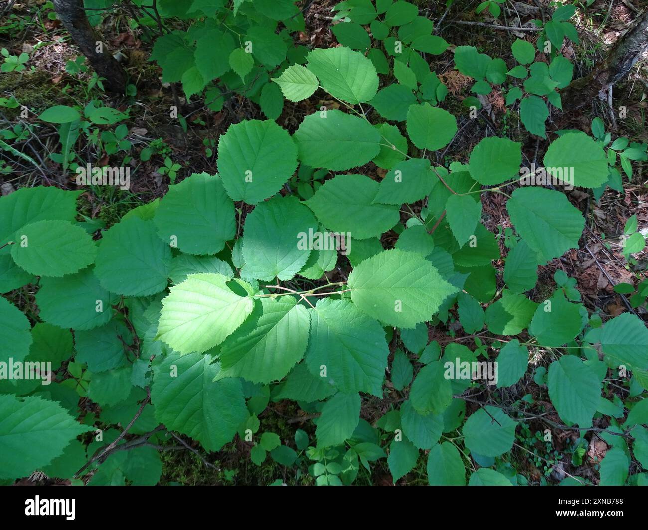 beaked hazelnut (Corylus cornuta) Plantae Stock Photo - Alamy