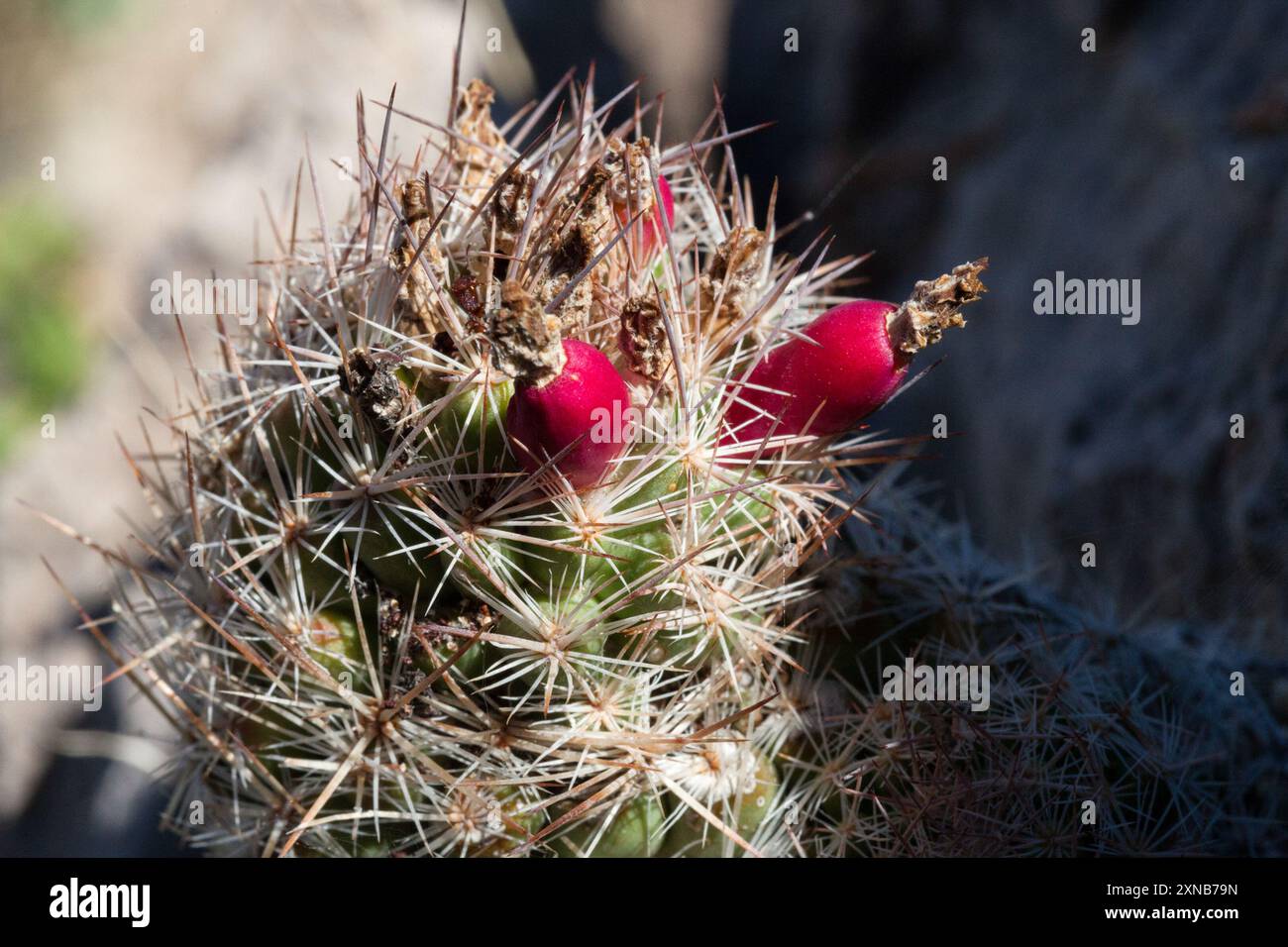 Whitecolumn Foxtail Cactus (Escobaria tuberculosa) Plantae Stock Photo ...