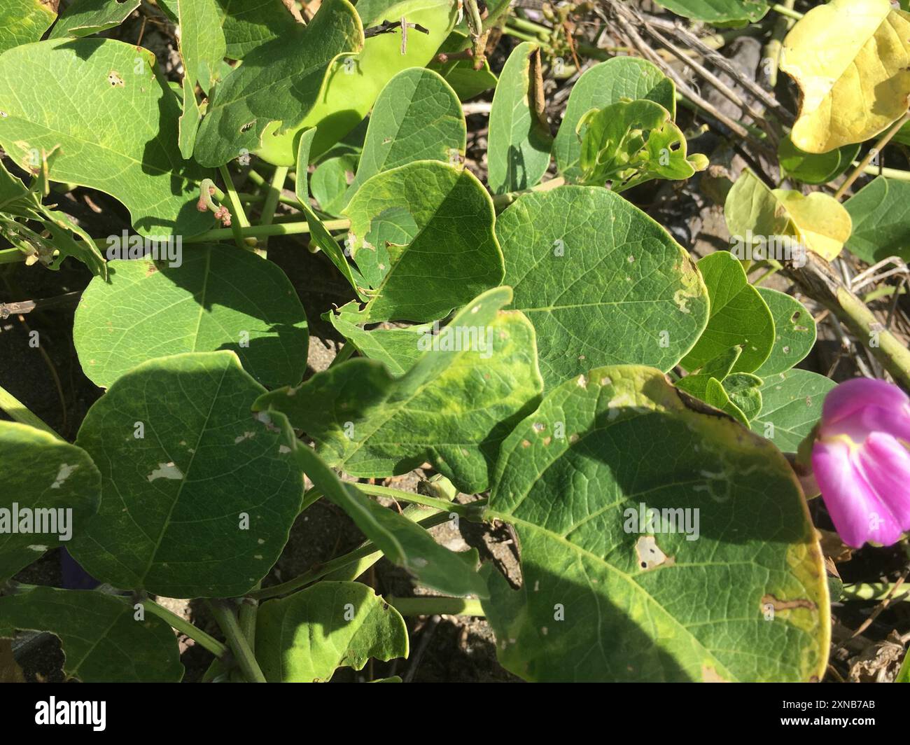Beach Bean (Canavalia rosea) Plantae Stock Photo - Alamy