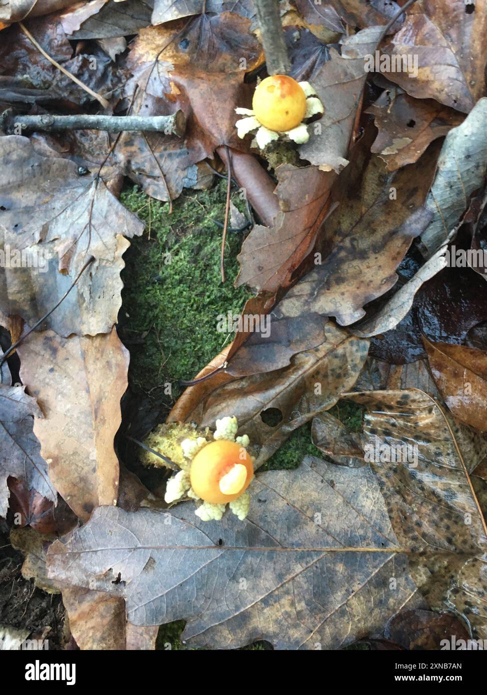 Calostoma hi-res stock photography and images - Alamy