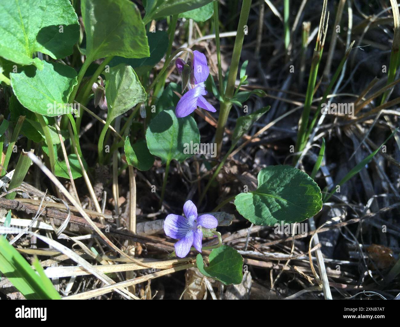 Nephrophylla hi-res stock photography and images - Alamy