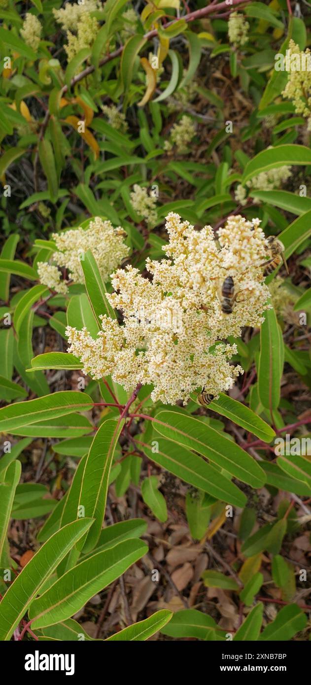 laurel sumac (Malosma laurina) Plantae Stock Photo - Alamy