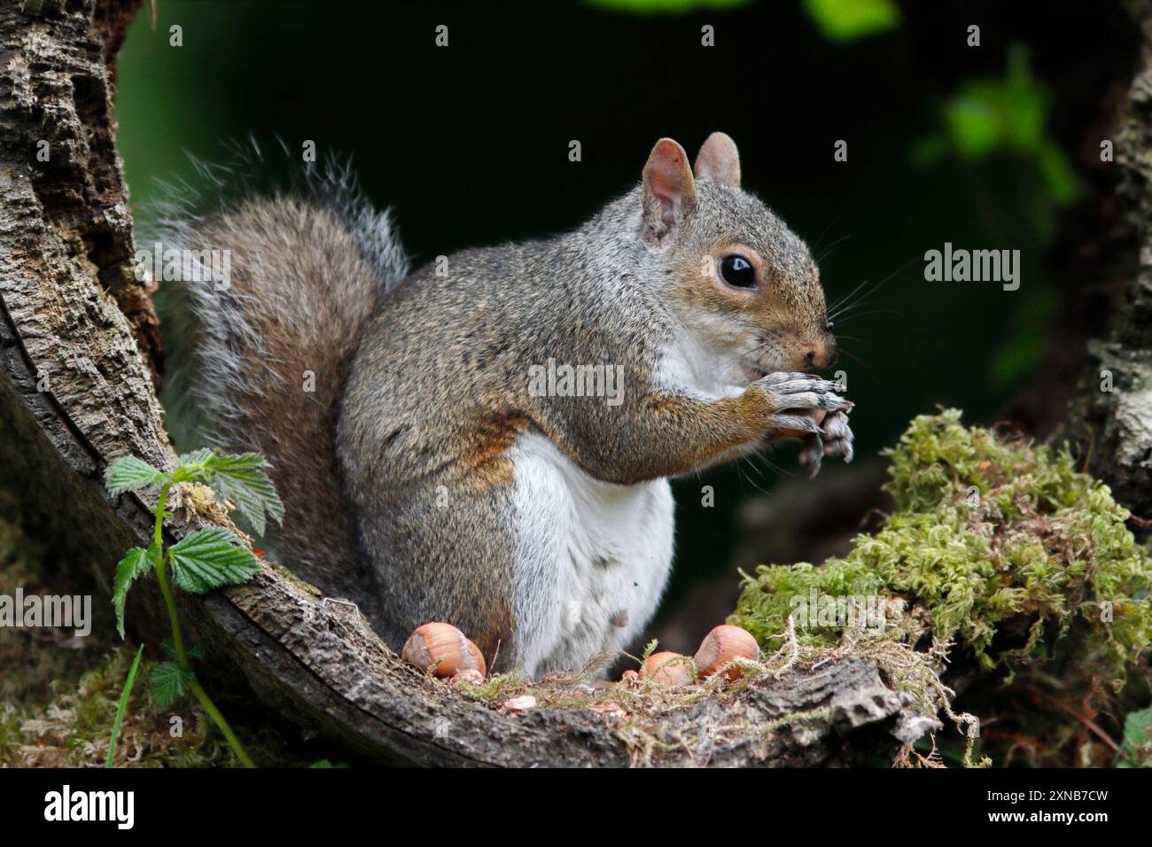 GREY SQUIRREL eating hazel nuts, UK Stock Photo - Alamy