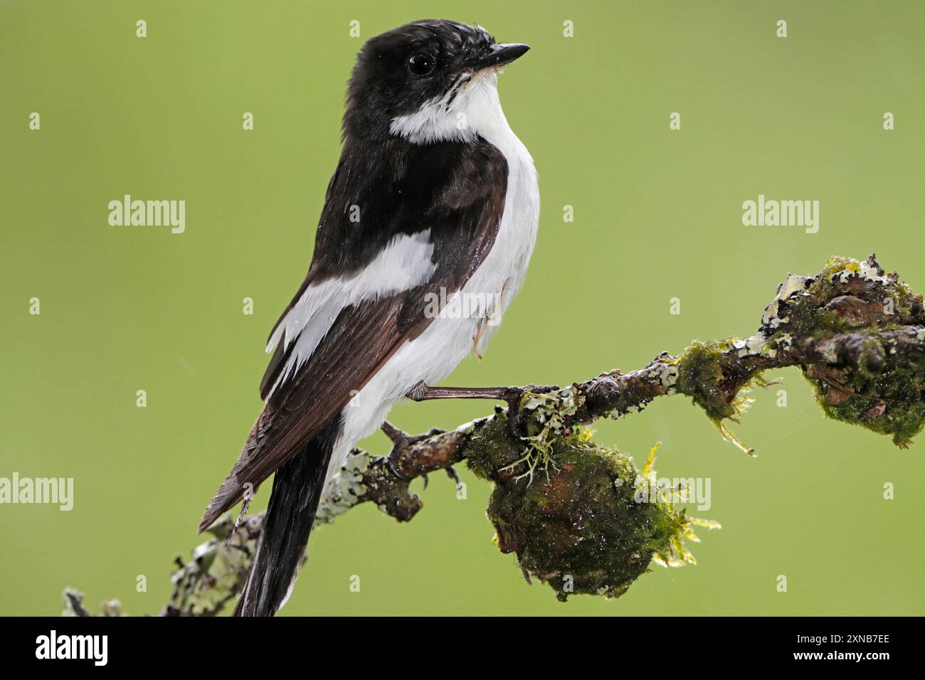 PIED FLYCATCHER, male, UK Stock Photo - Alamy