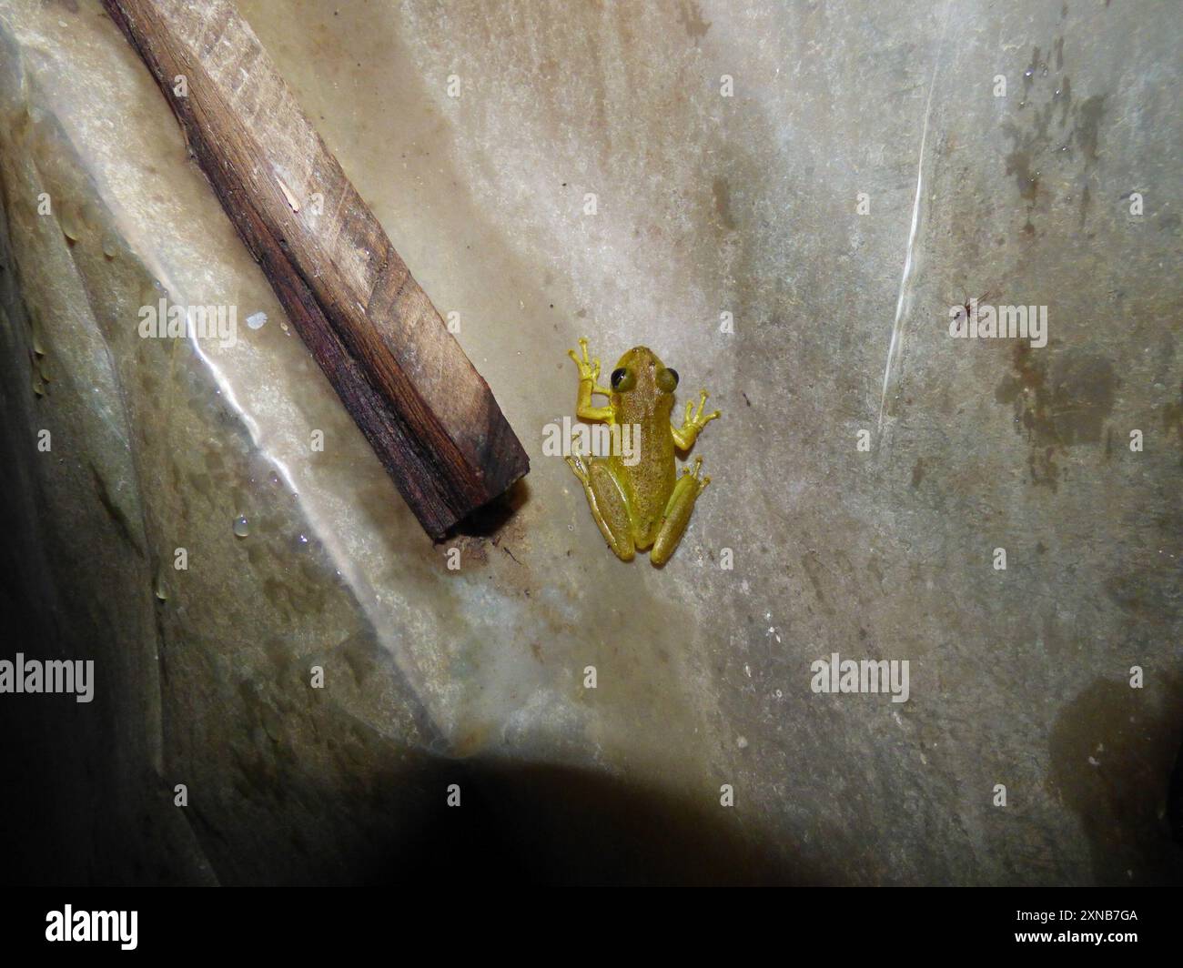 Snouted Tree Frogs (Scinax) Amphibia Stock Photo - Alamy