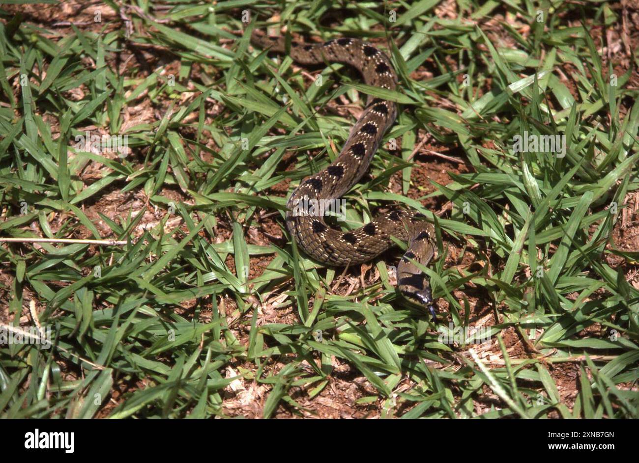 Snouted night adder hi-res stock photography and images - Alamy